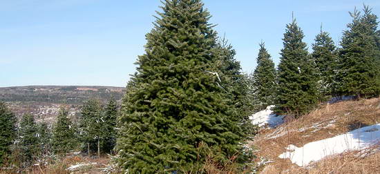 Home - Canadian Christmas Trees Association