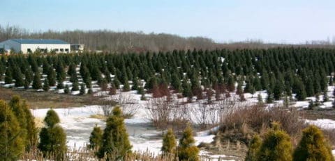 Meet our Wholesale Producers - Canadian Christmas Trees Association